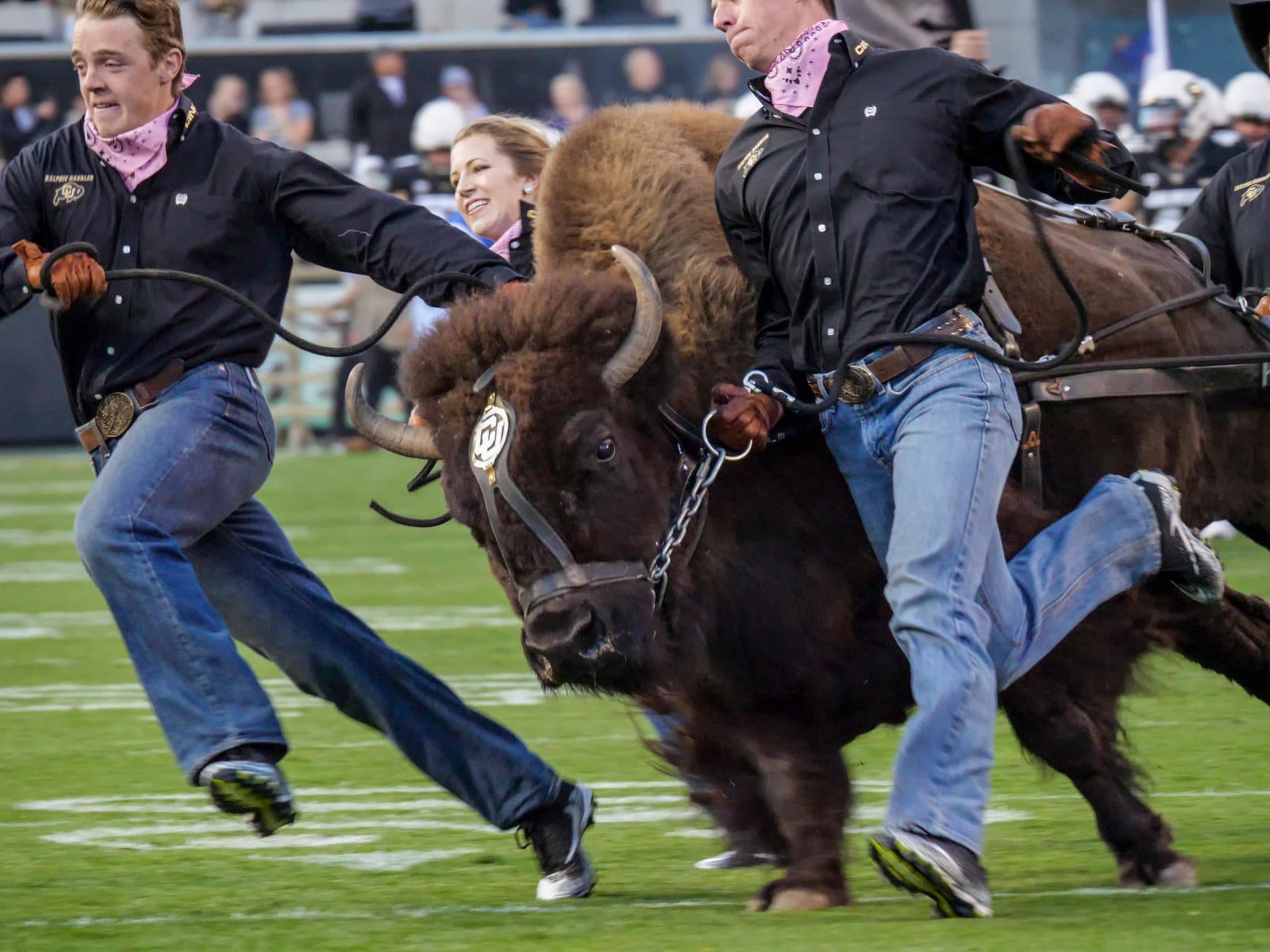 Gear up for 2025 Buffs football | Alumni Association | University of ...