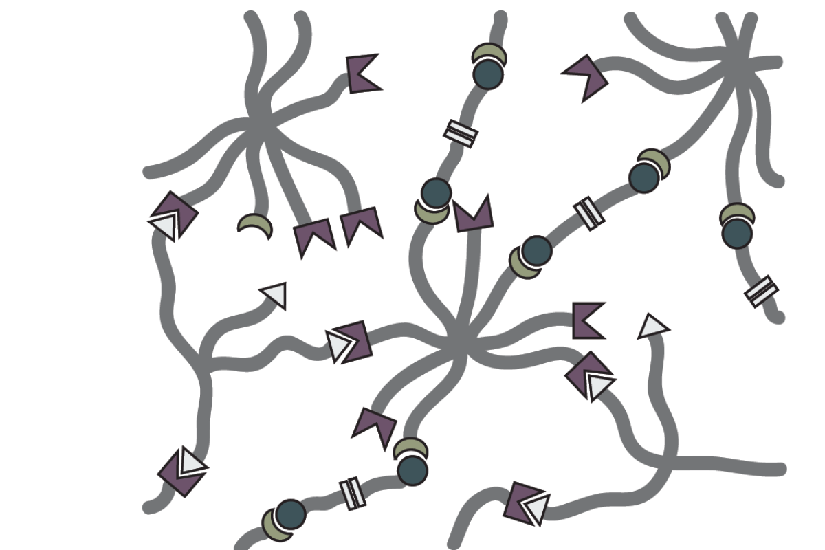 Research | Anseth Research Group | University of Colorado Boulder Research | Anseth Research Group | University of Colorado Boulder