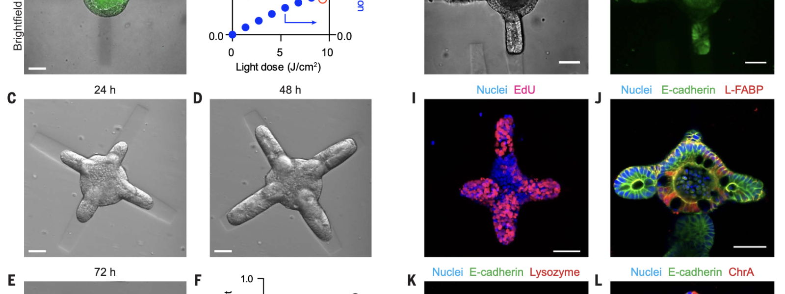 Engineered intestinal organoids | Anseth Research Group | University of ... Engineered intestinal organoids | Anseth Research Group | University of ...