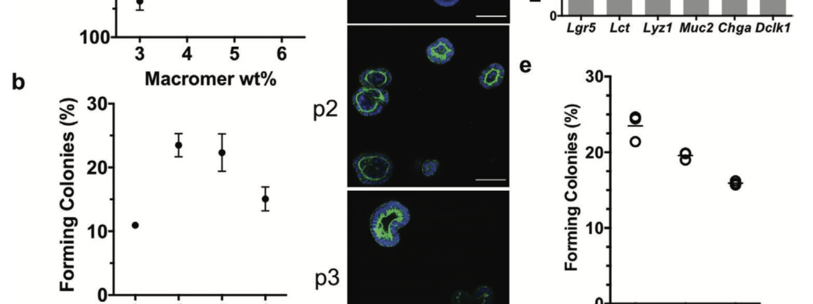 Engineered intestinal organoids | Anseth Research Group | University of ... Engineered intestinal organoids | Anseth Research Group | University of ...