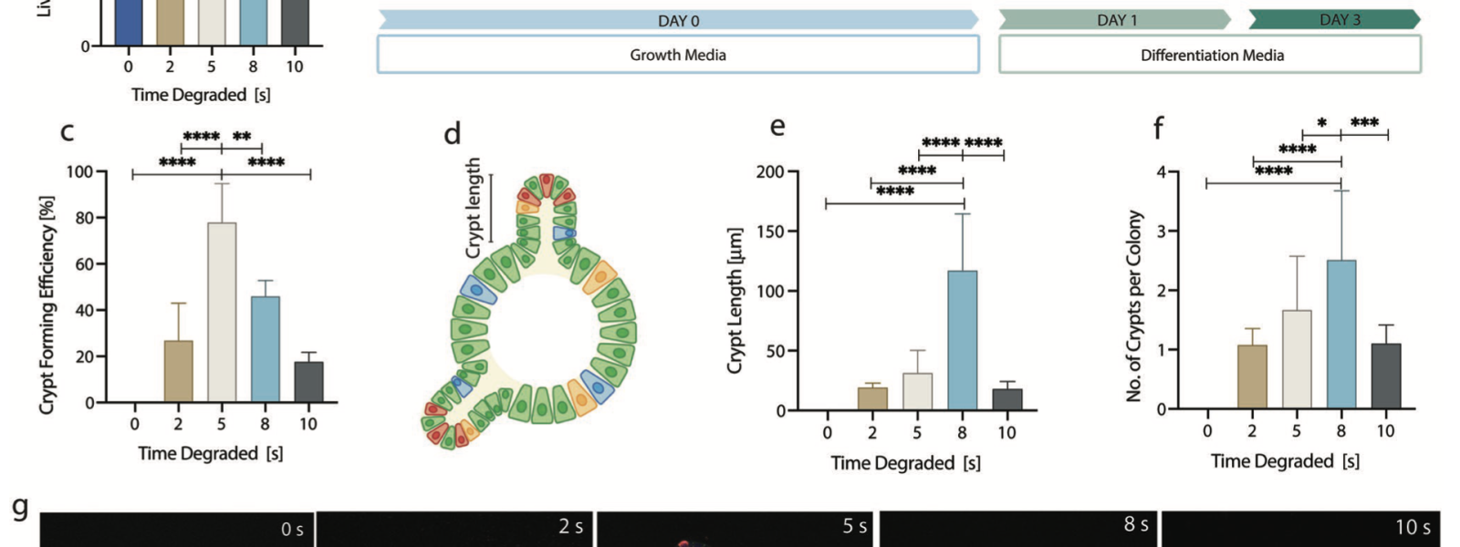 Engineered intestinal organoids | Anseth Research Group | University of ... Engineered intestinal organoids | Anseth Research Group | University of ...