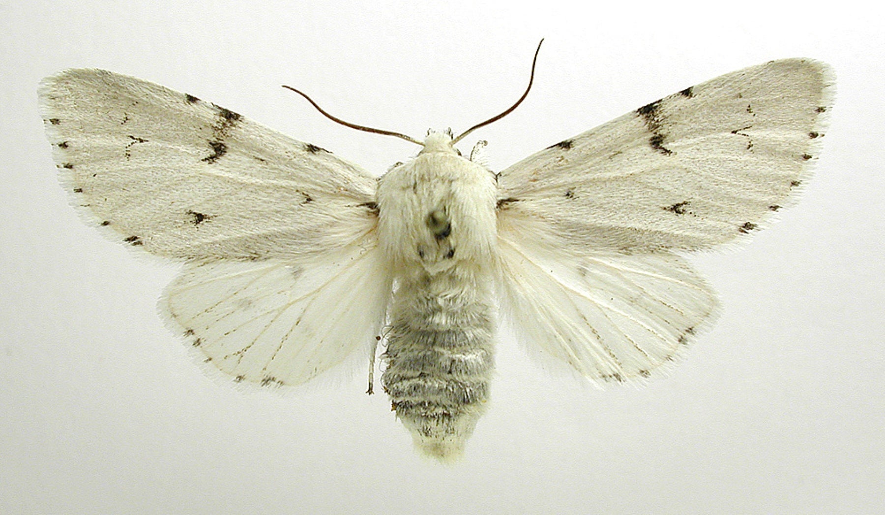 You said a moth-ful | Colorado Arts and Sciences Magazine | University ...