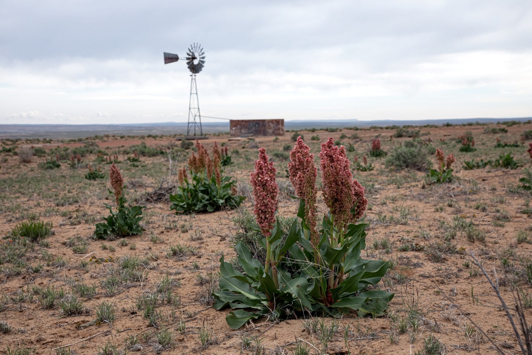 Curly dock has all the traits of a super weed | Colorado Arts and ...