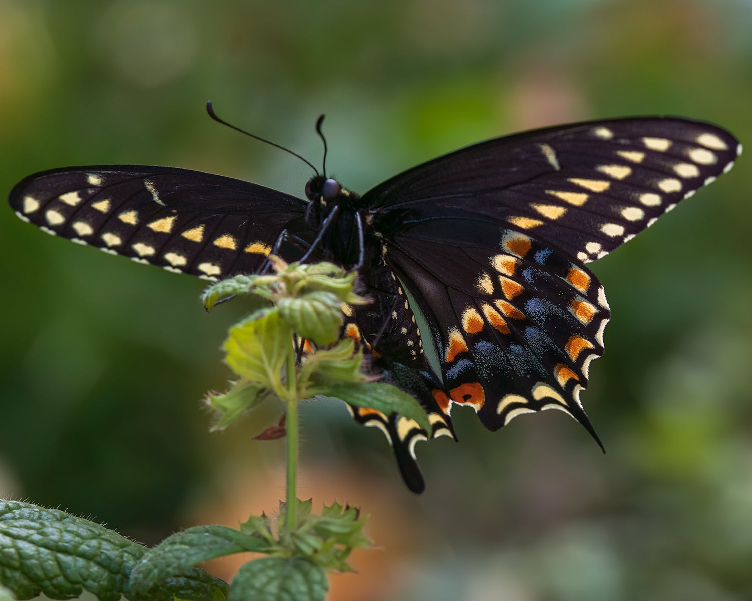The Darwin Award goes to a male black swallowtail butterfly | Colorado ...