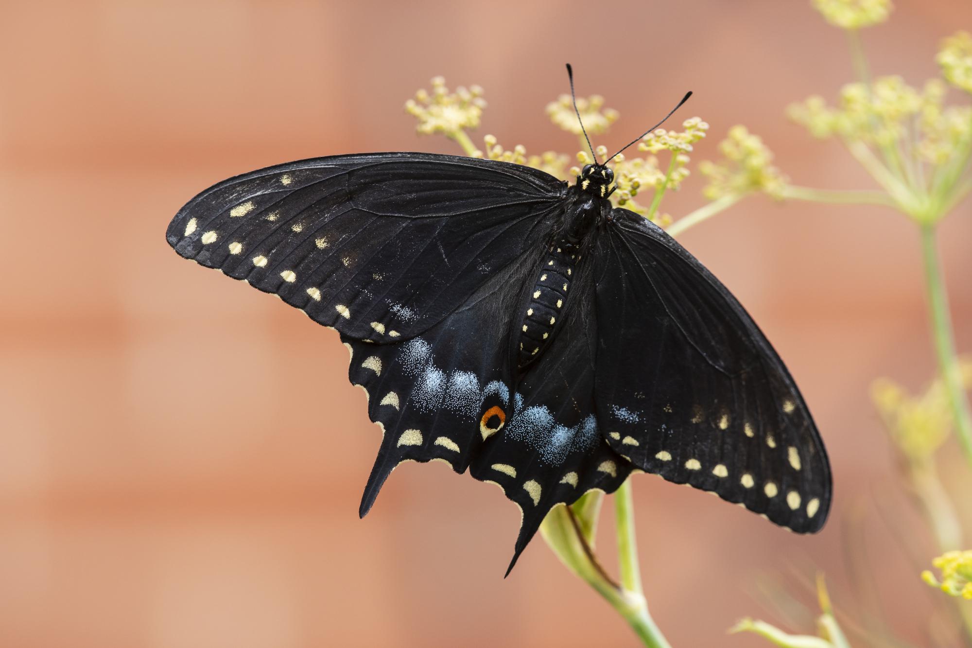 Many roles of color patterns in black swallowtail butterflies ...