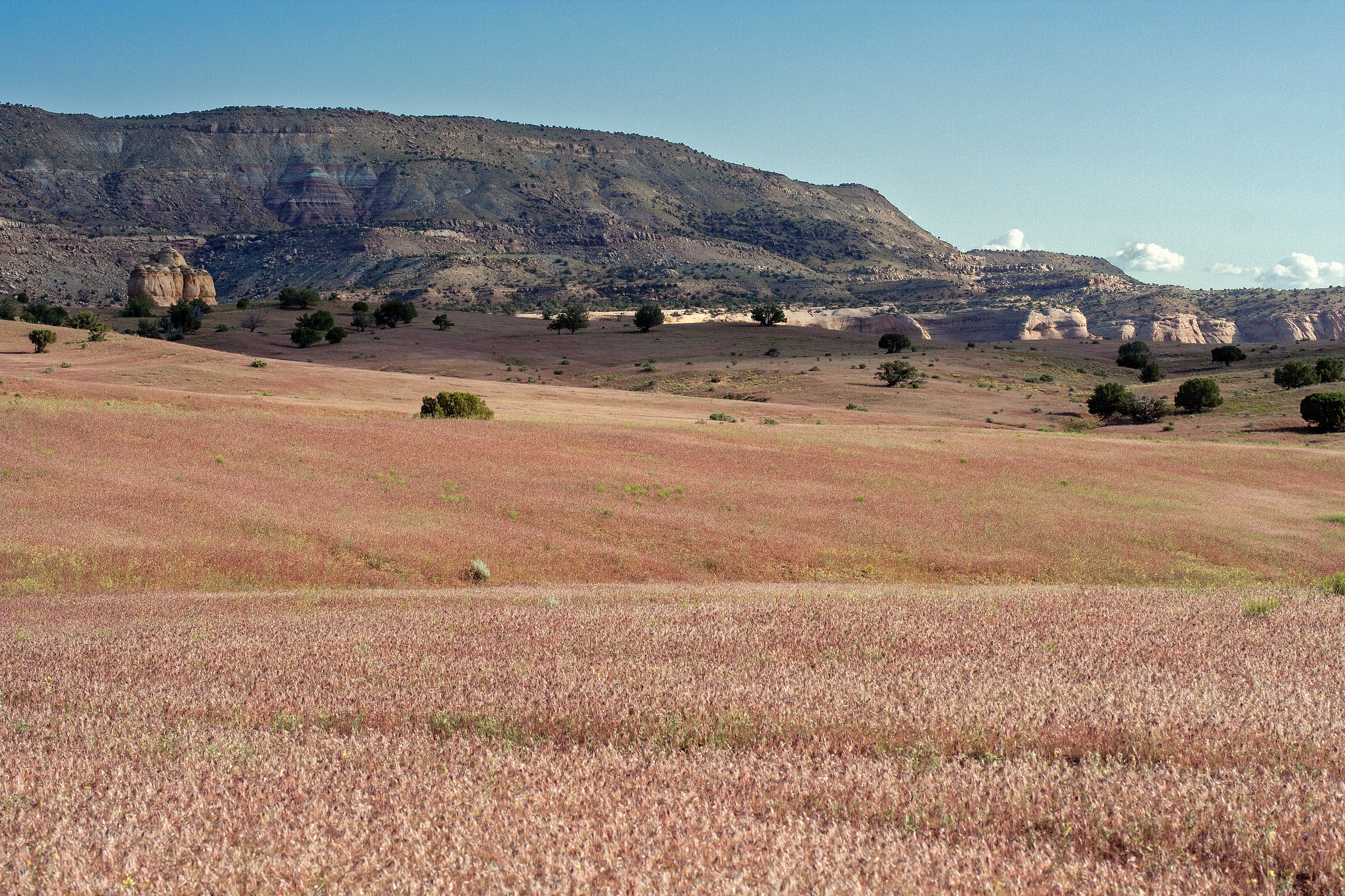 Cheatgrass swept through the Great Basin, permanently altering plant ...