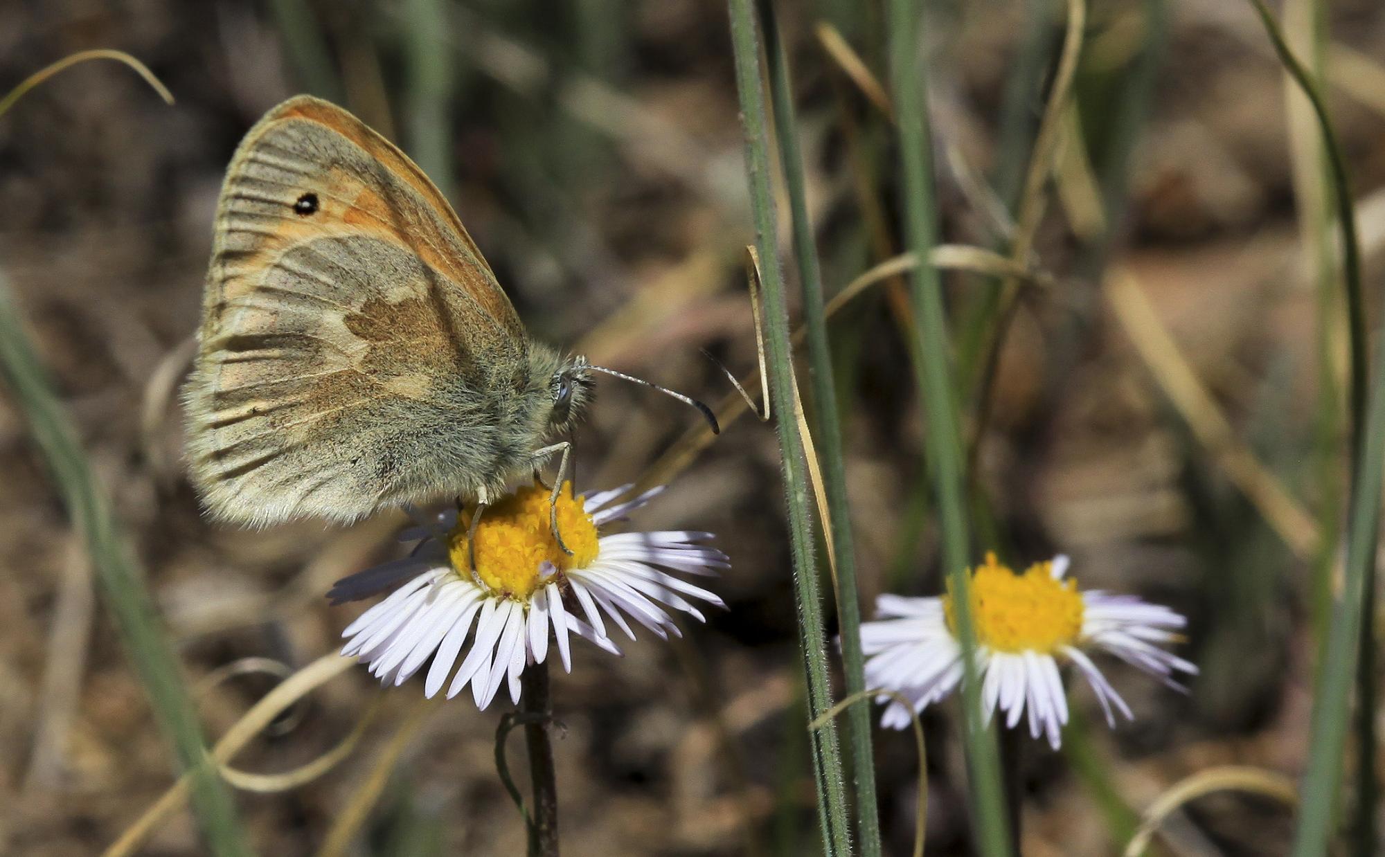 The common ringlet's lessons on species boundaries | Colorado Arts and ...