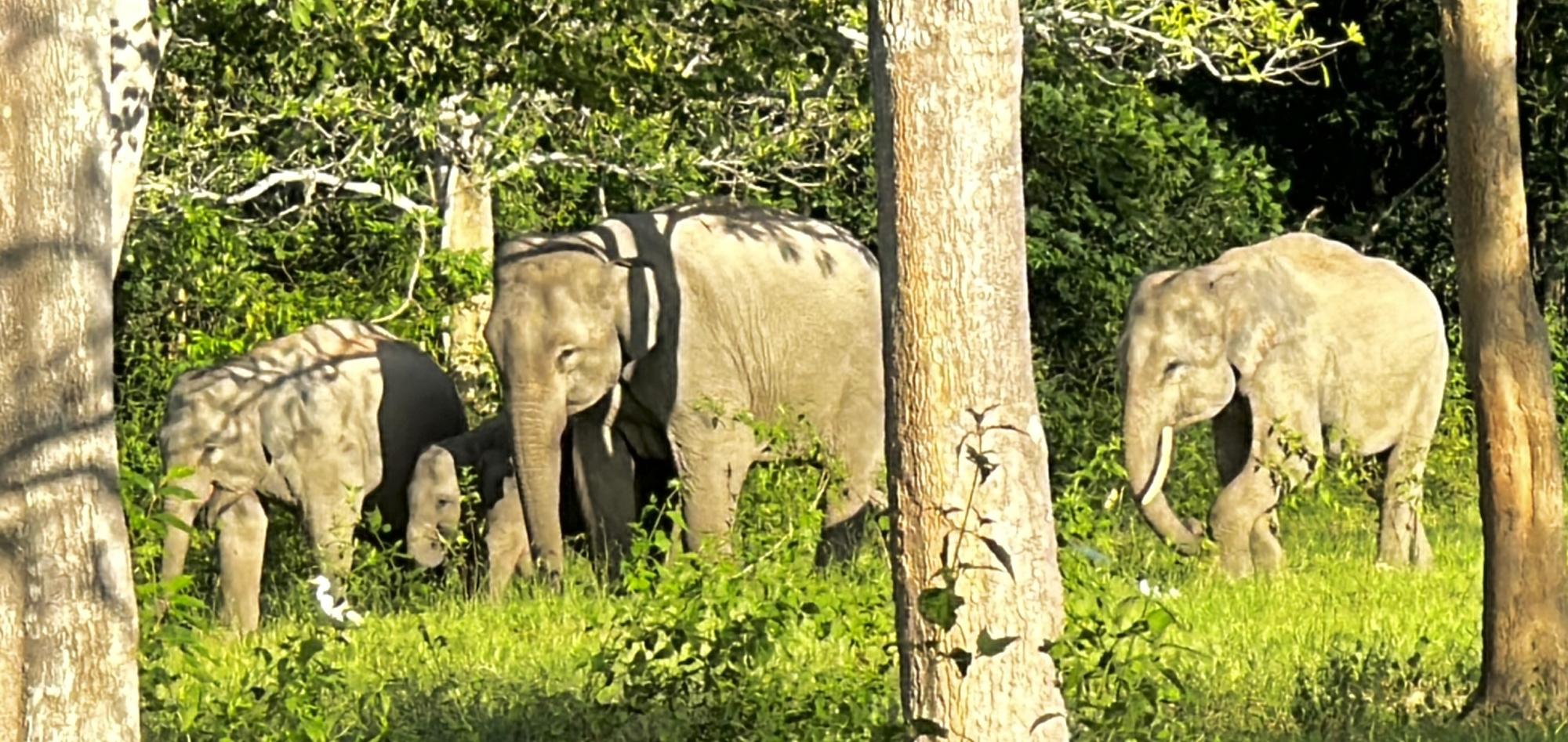 Studying the elephant-sized issues of living with elephants | Colorado ...