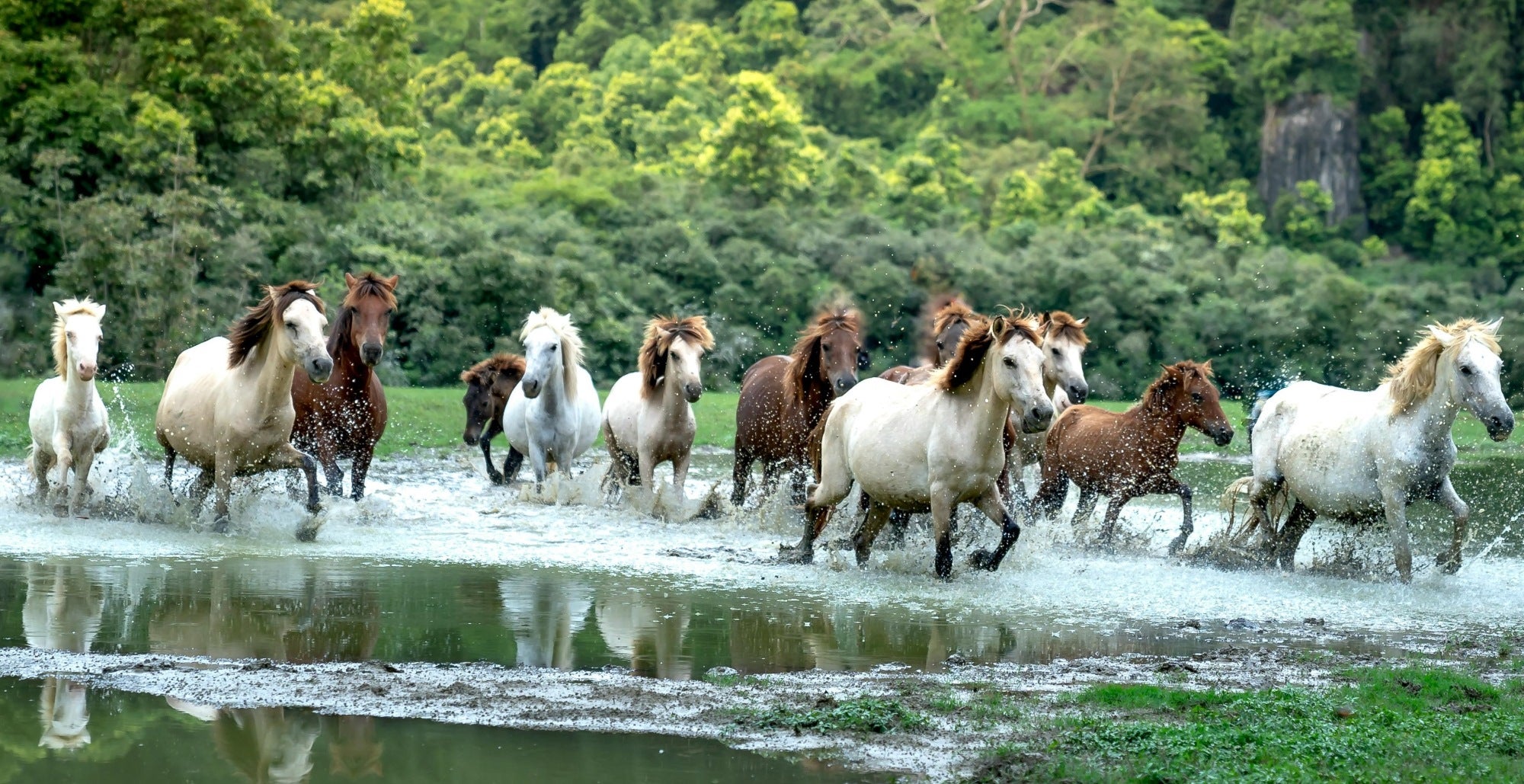 Rewriting the story of horse domestication | Colorado Arts and Sciences ...