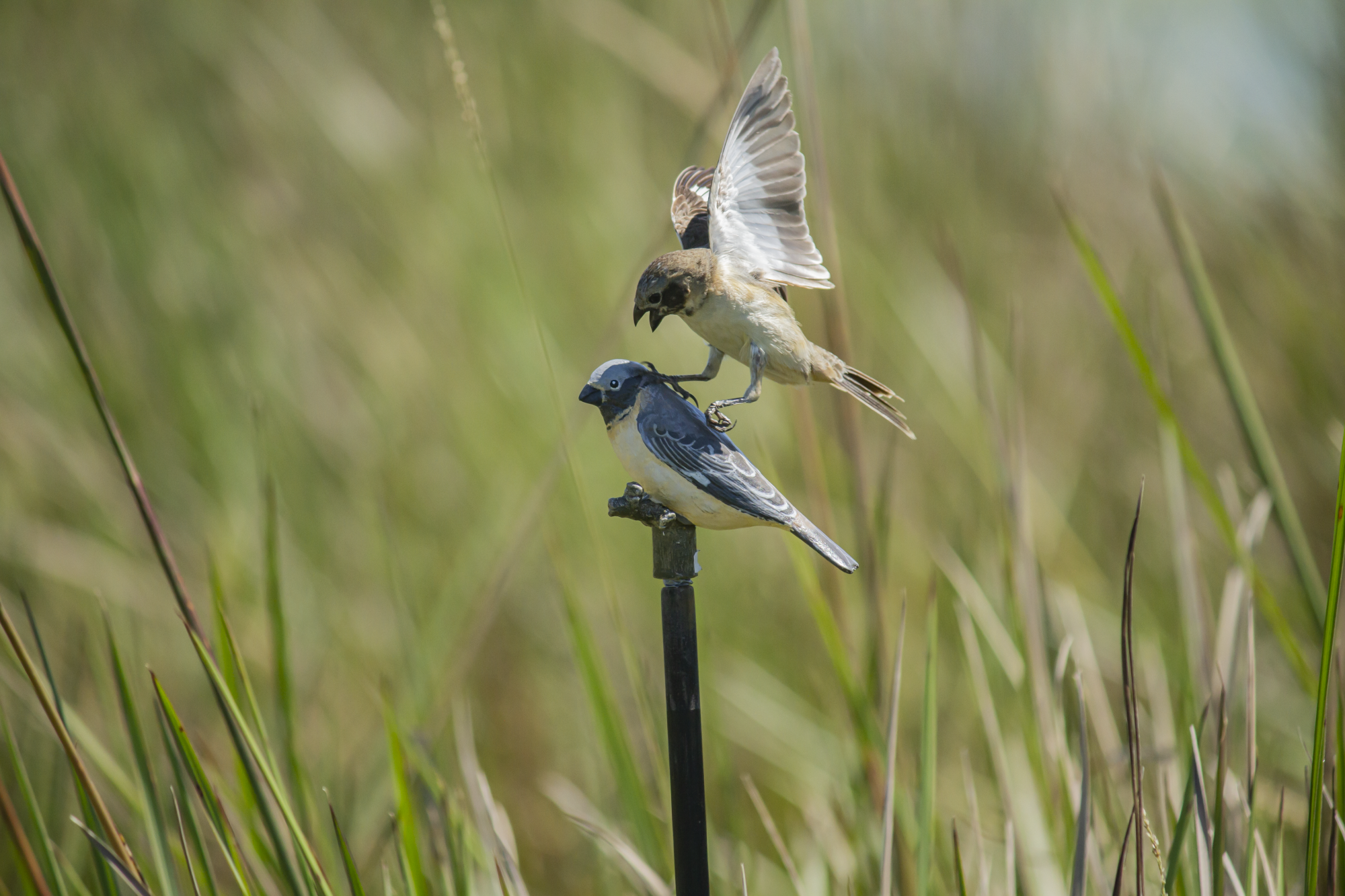 Endangered songbird challenging assumptions about evolution | Colorado ...
