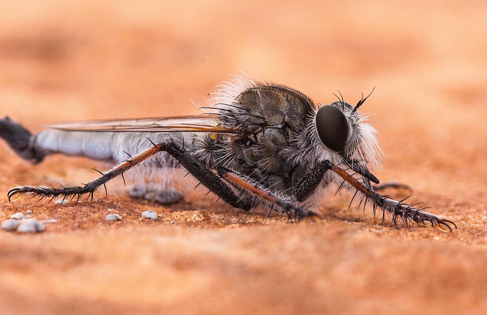 Robber flies are fierce predators and resourceful lovers | Colorado ...