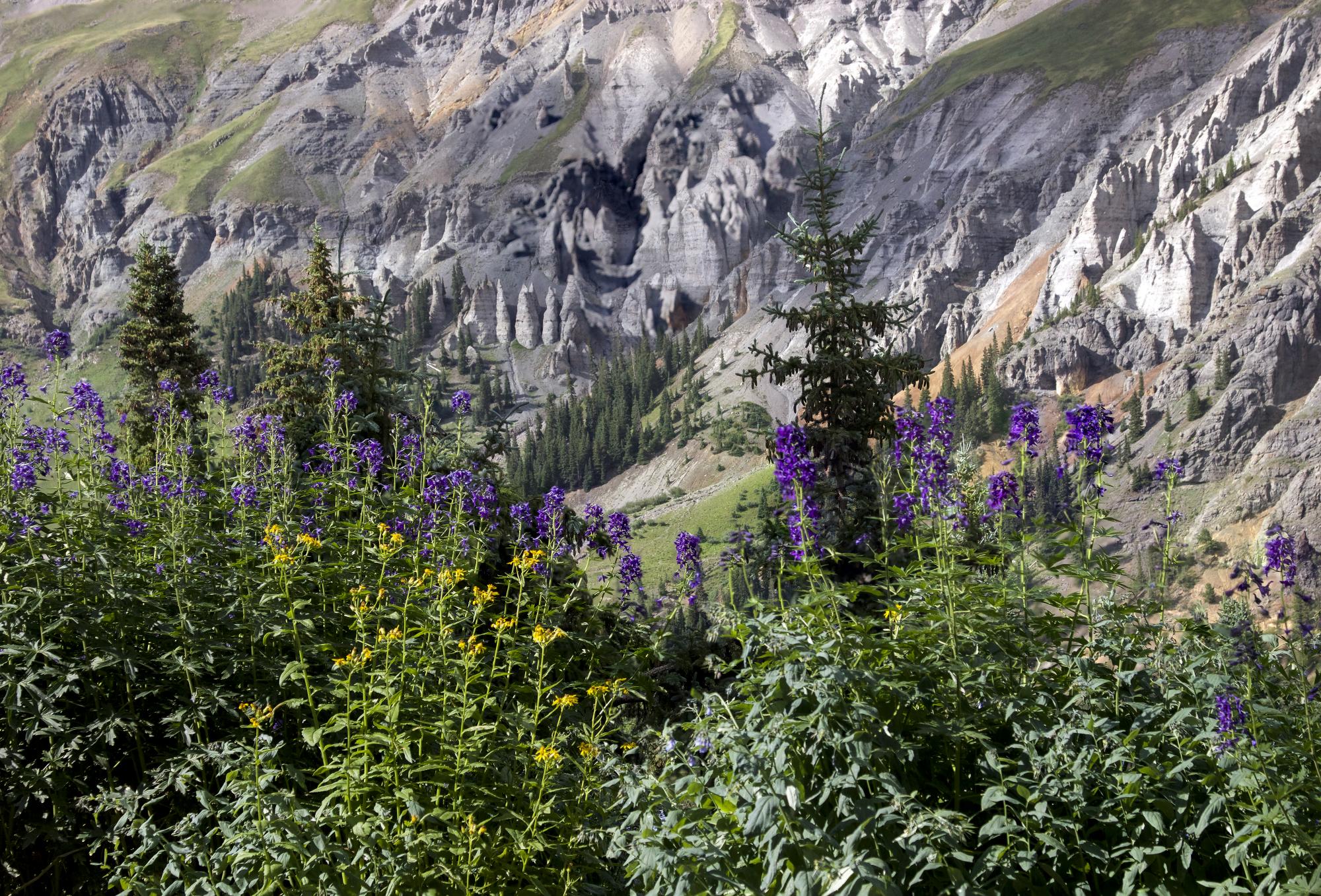 Snowpack is boon for subalpine larkspurs | Colorado Arts and Sciences ...