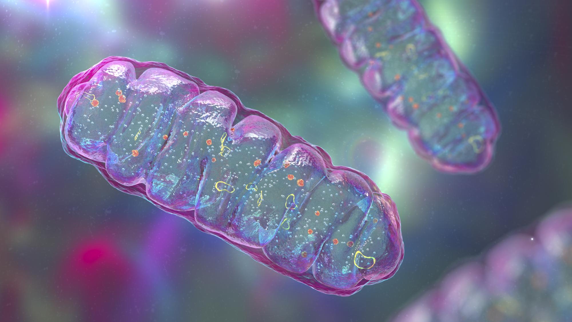 Not just the powerhouse of a cell | Colorado Arts and Sciences Magazine ...