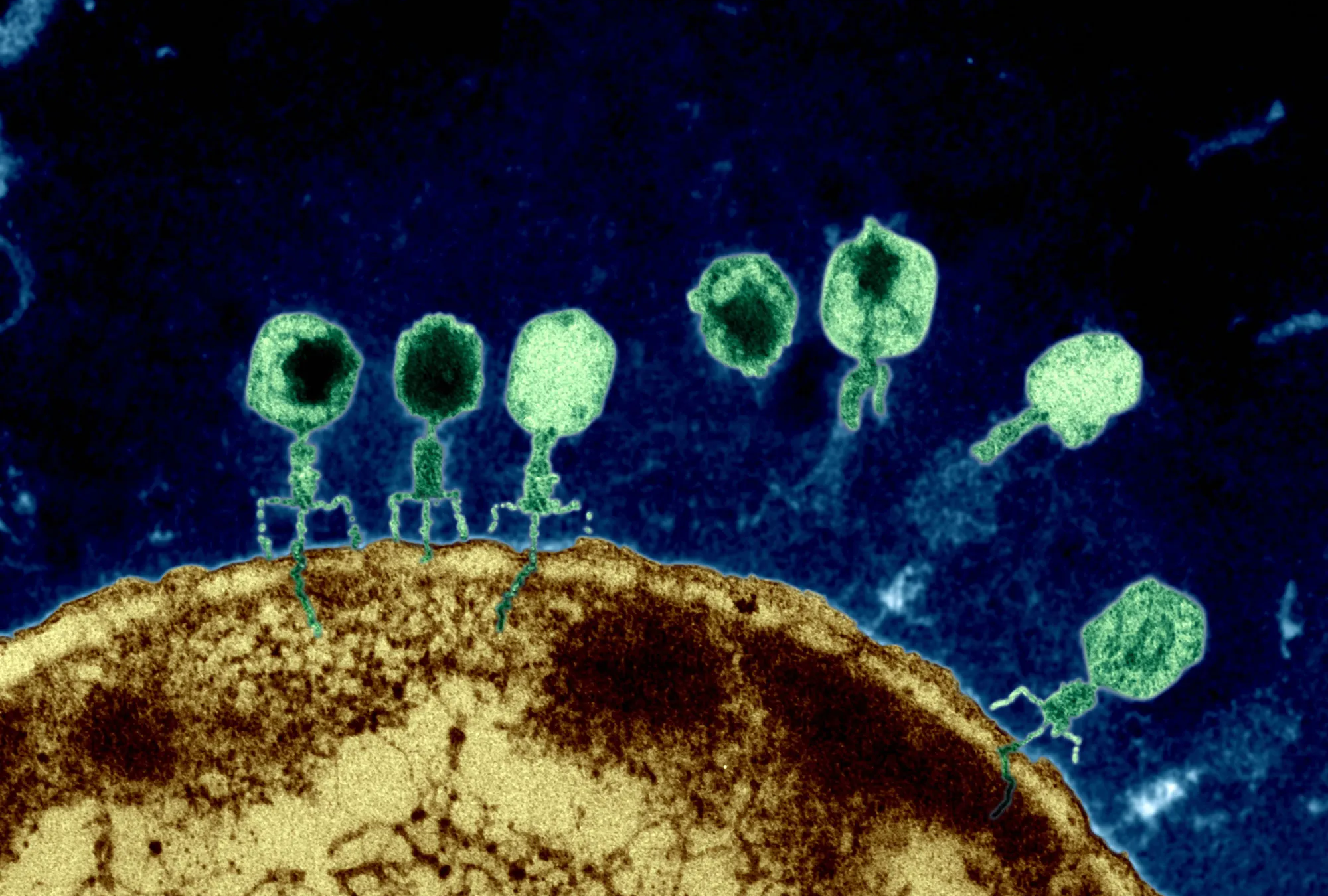 Studying the surprising similarities between humans and bacteria ...