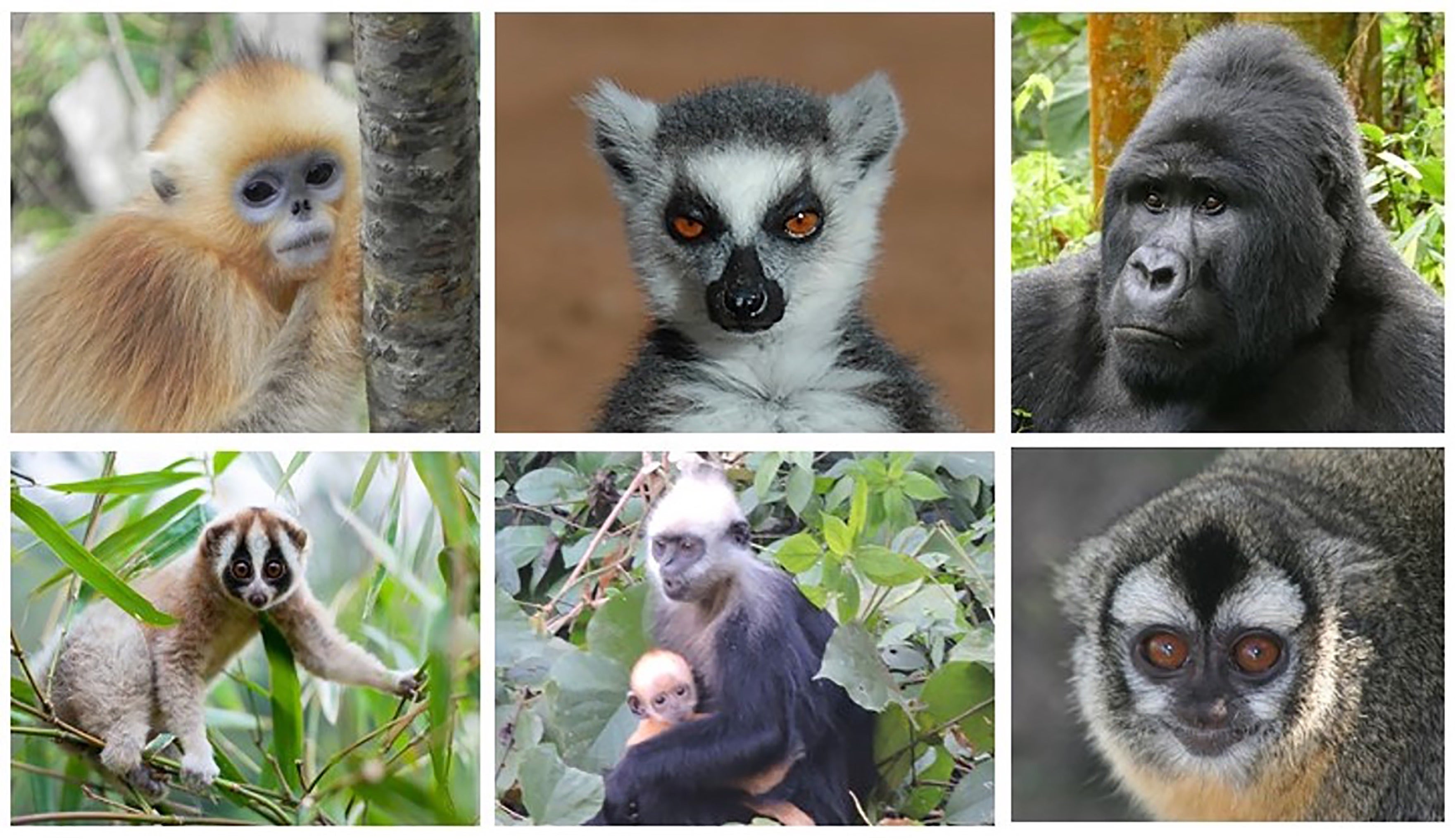 Primate extinction looms, but hope remains, scientist says | Colorado ...