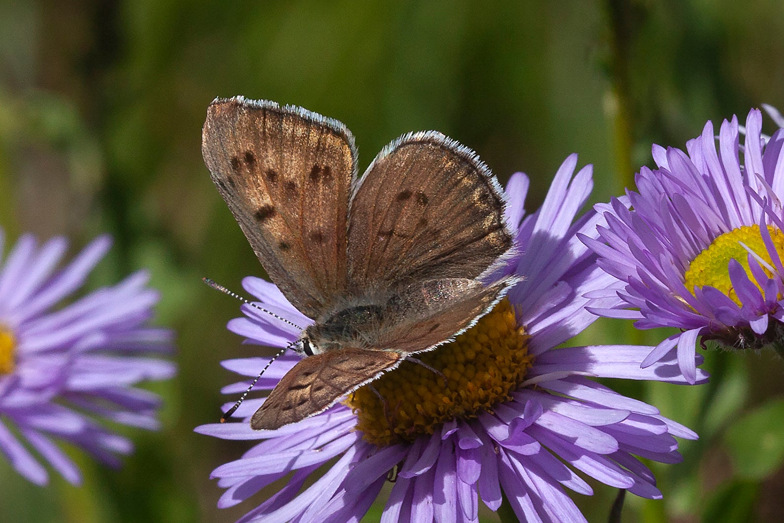 Ruddy copper butterflies are sexually dimorphic for color and color ...