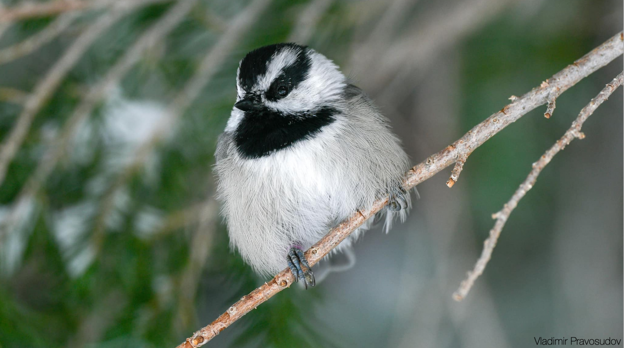 New grant to study life-and-death trait of chickadees | Colorado Arts ...