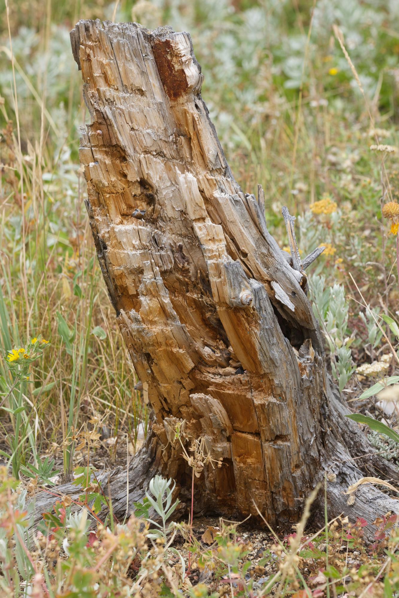 Recreational shooting is incompatible with the purposes of Colorado ...