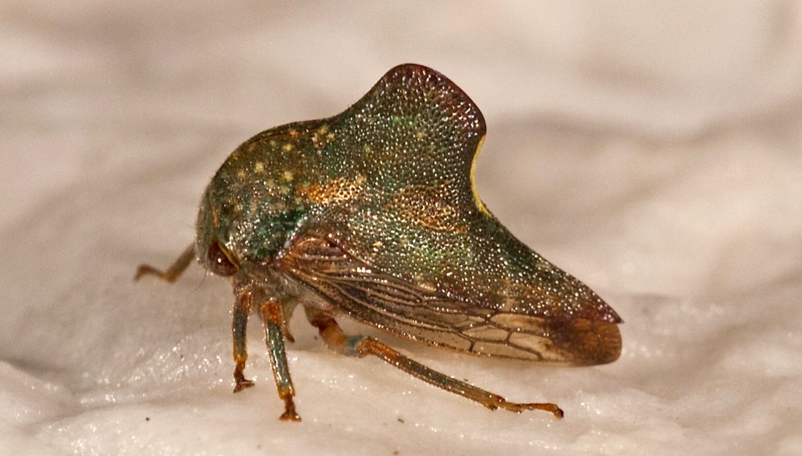 Treehoppers’ environments are defined by their host species | Colorado ...