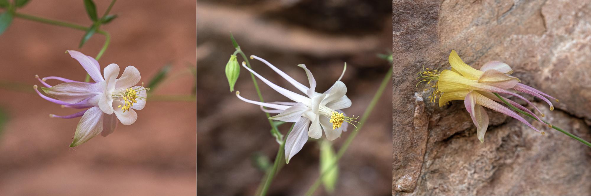 Alcove columbines thrive on vertical stone walls | Colorado Arts and ...