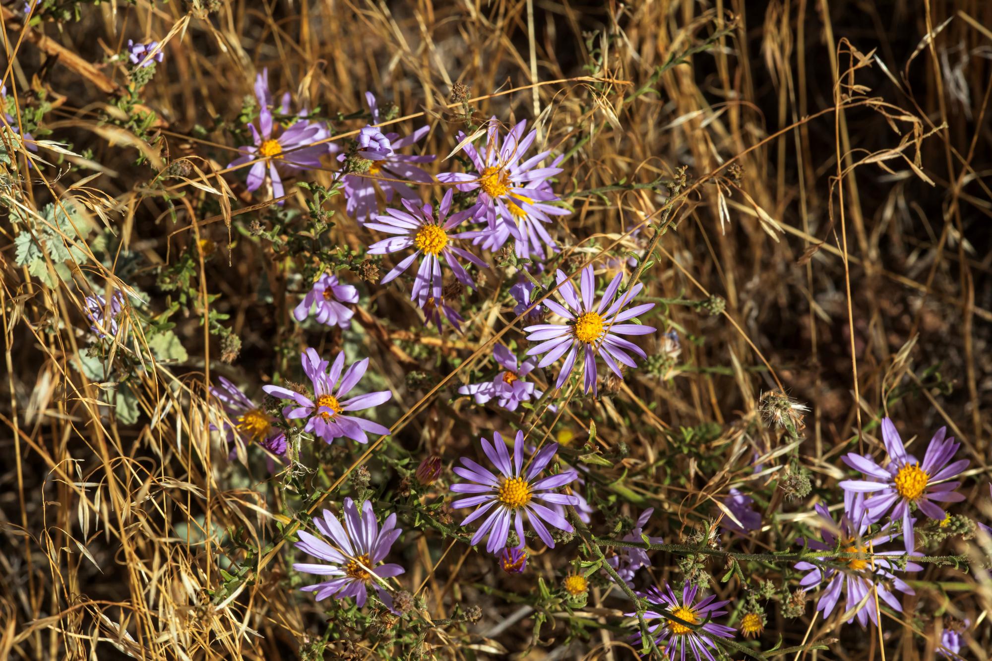 Western aster gives hope for managing cheatgrass | Colorado Arts and ...