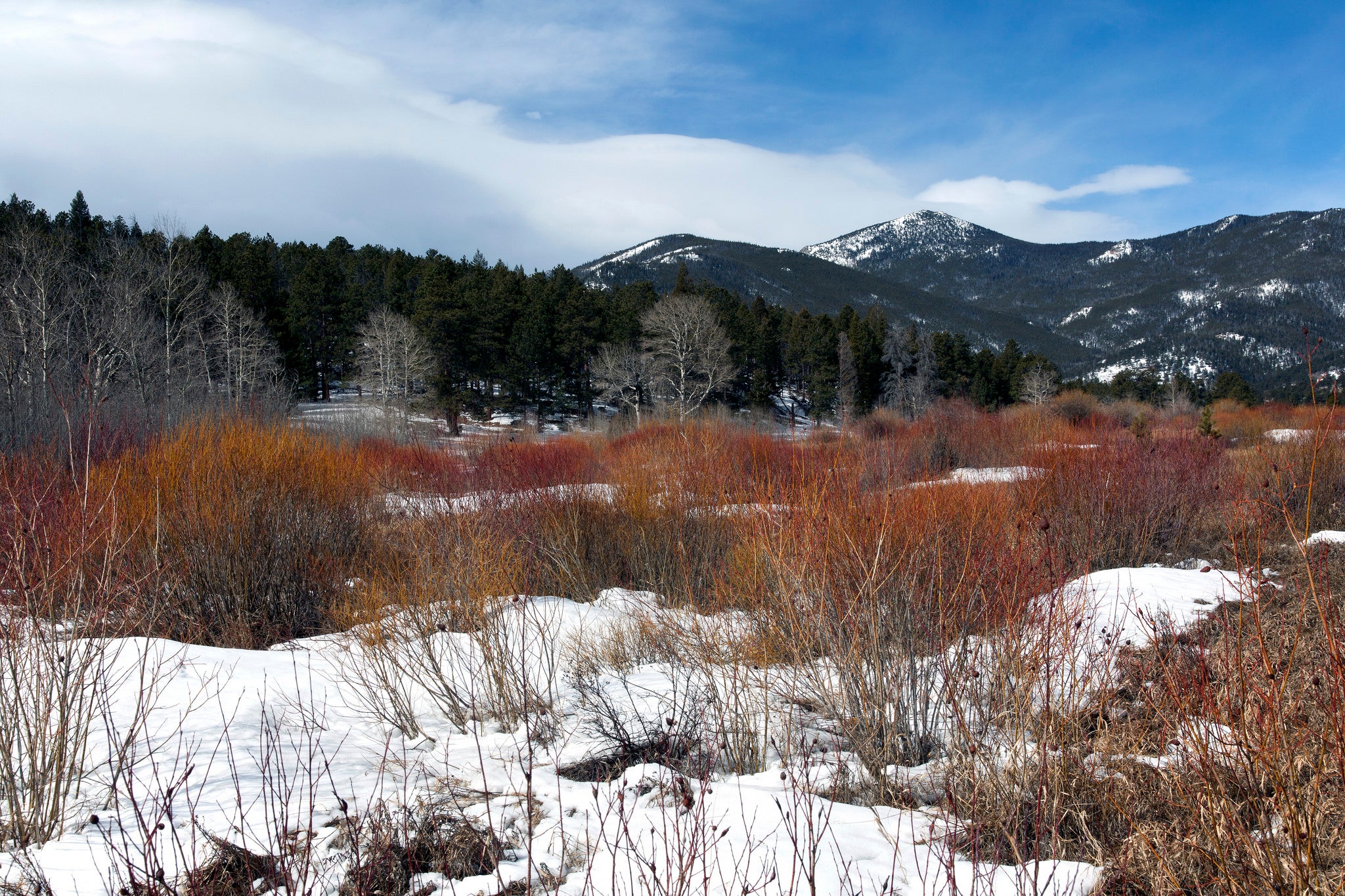 In spring, we see colorful willows growing pine cones | Colorado Arts ...