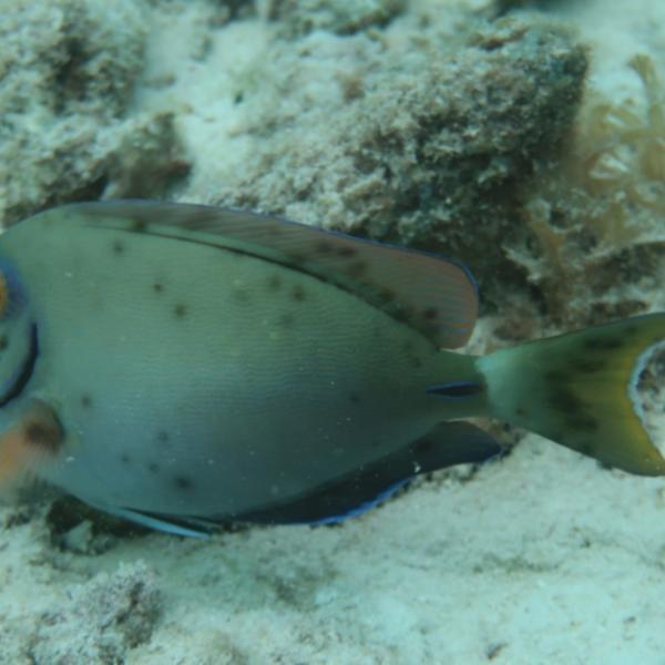 Fish on film: uncovering the environmental drivers of black spot ...