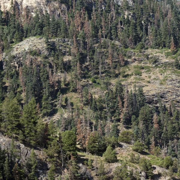 Third epidemic in a decade: fir engravers killing white fir | Colorado ...