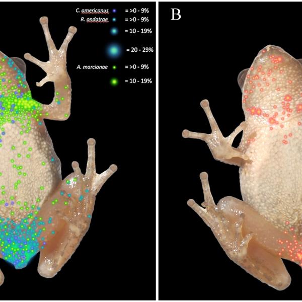 Not just a fluke: learning more about trematode infection | Colorado ...