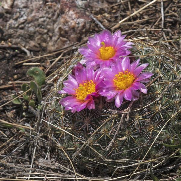 Mountain ball cactus has variation in floral color and scent | Colorado ...