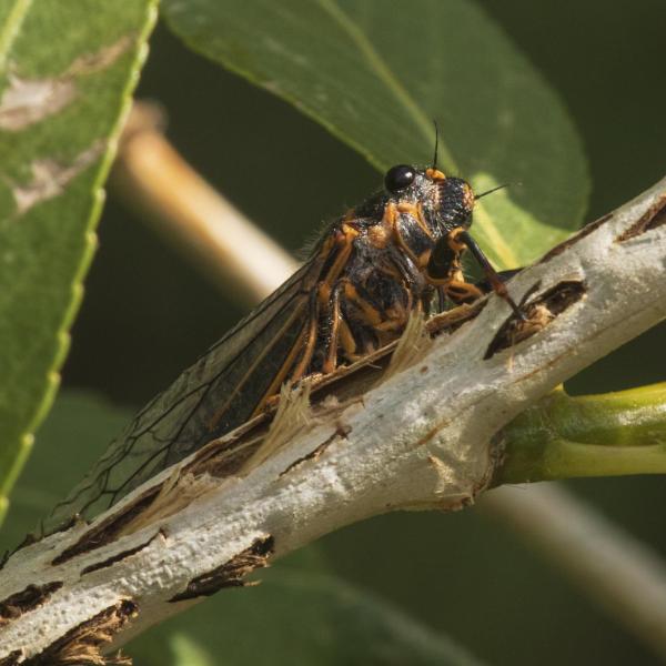 Cicadas plague Boulder | Colorado Arts and Sciences Magazine ...