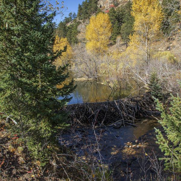 Beavers have become established in Boulder Canyon | Colorado Arts and ...