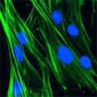 Images of Subcellular Complexes, Organelles and Cells ...