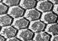 Images of Subcellular Complexes, Organelles and Cells ...