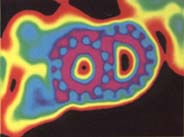 Images of Subcellular Complexes, Organelles and Cells ...