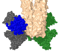 Images of Proteins and Protein Complexes | Interdepartmental Biophysics ...