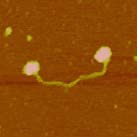 Images of Subcellular Complexes, Organelles and Cells ...