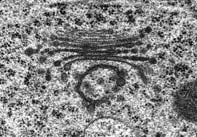 Images of Subcellular Complexes, Organelles and Cells ...