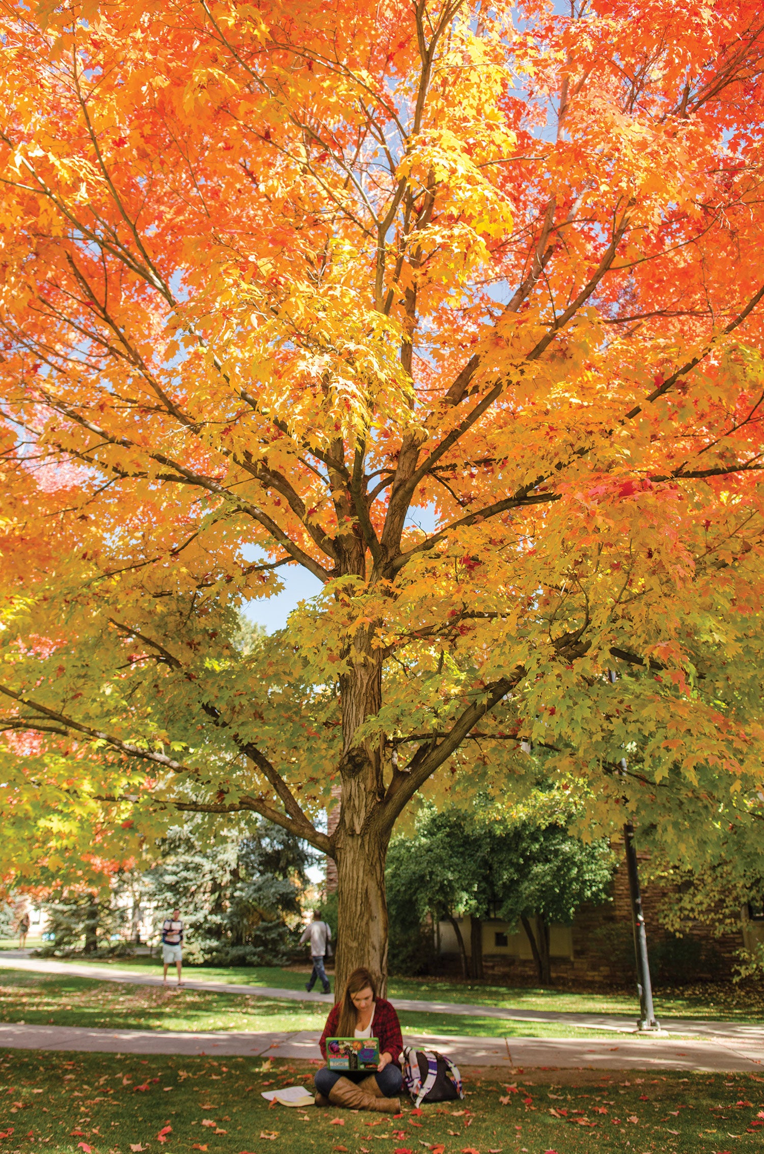 Look: Campus Trees | Alumni Association Magazine | University of ...