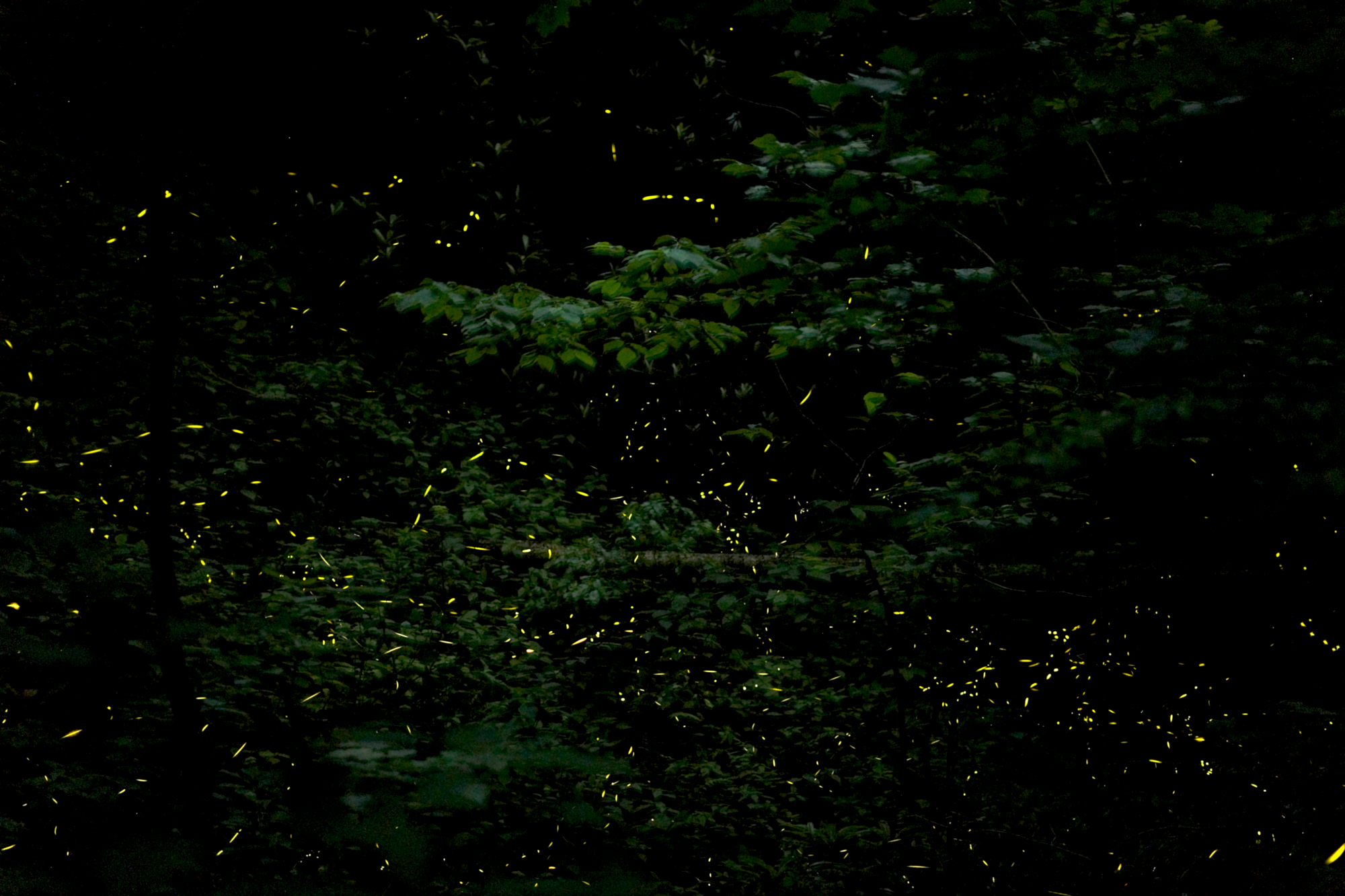 Inside the secret lives of synchronous fireflies | Computer Science ...