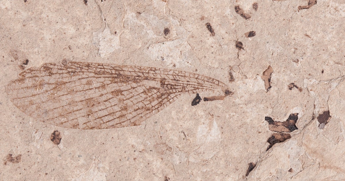 Fossil Mantis | Museum of Natural History | University of Colorado Boulder