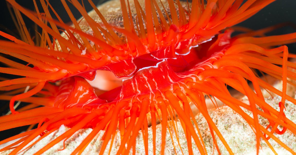 Disco Clams | Museum of Natural History | University of Colorado Boulder