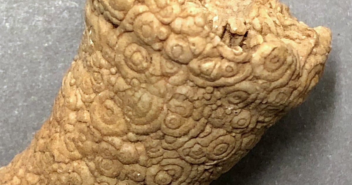 Rugose Coral | Museum of Natural History | University of Colorado Boulder