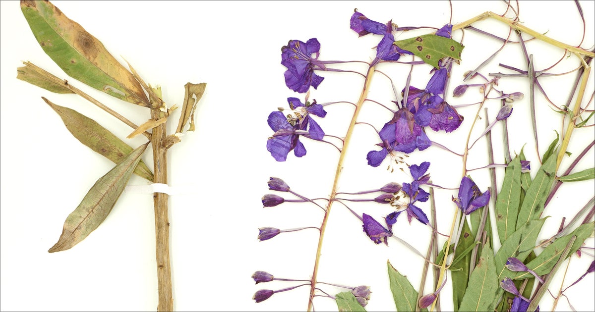 Fireweed | Museum of Natural History | University of Colorado Boulder