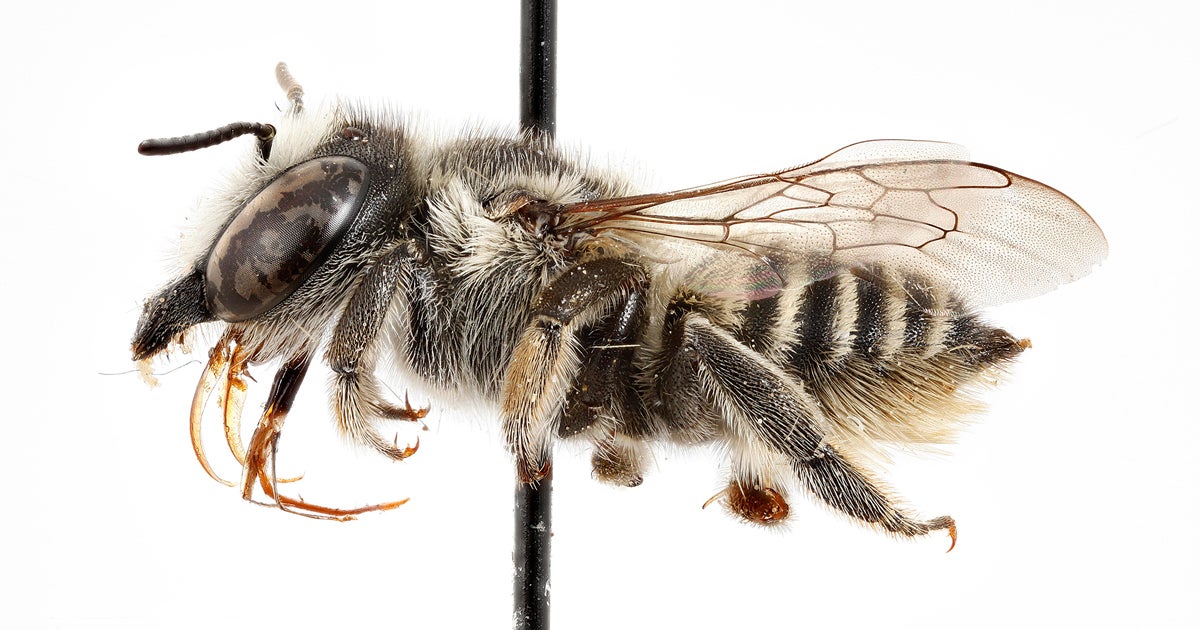 Leaf-cutting bee | Museum of Natural History | University of Colorado ...