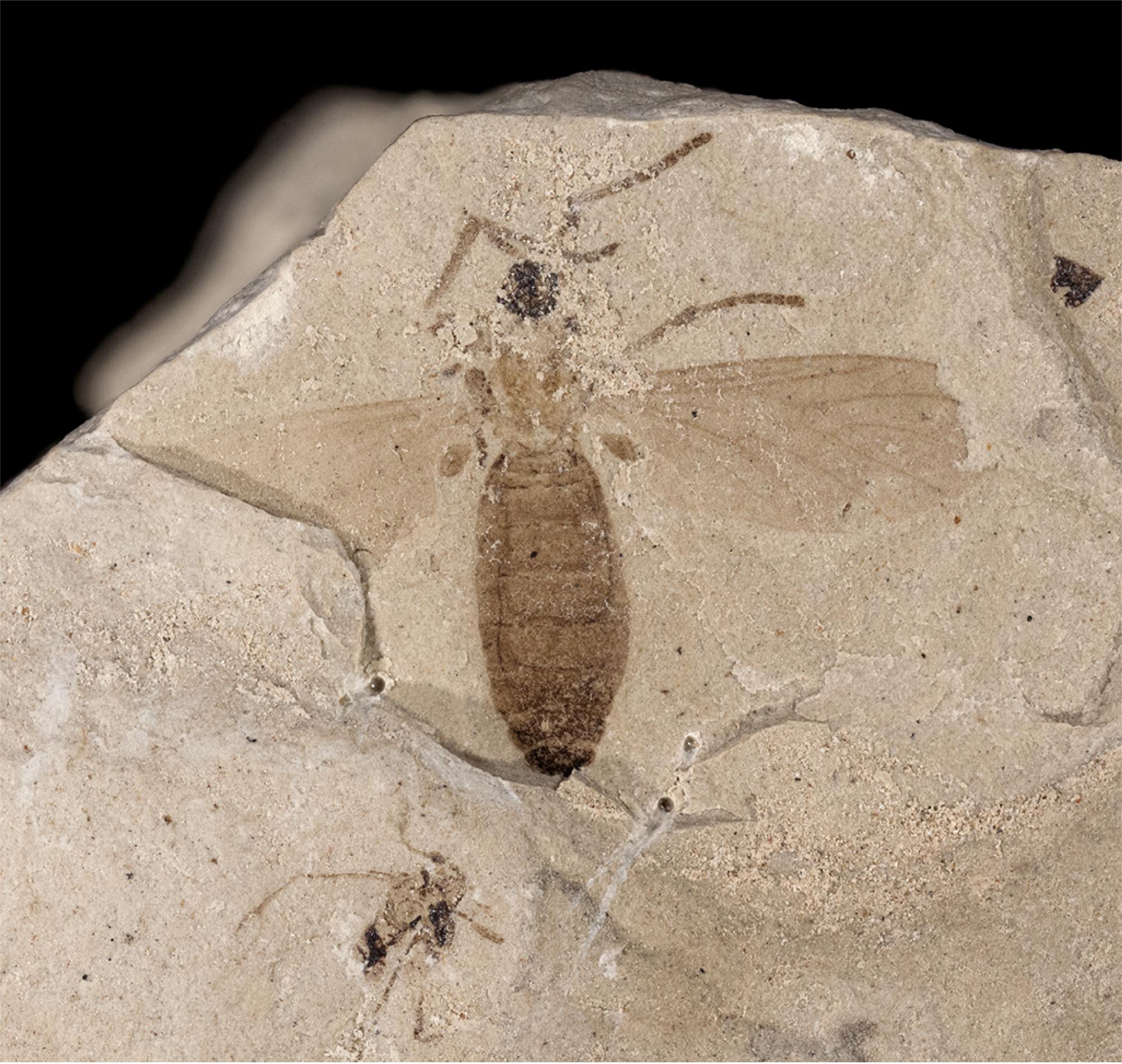 March Flies | Museum of Natural History | University of Colorado Boulder