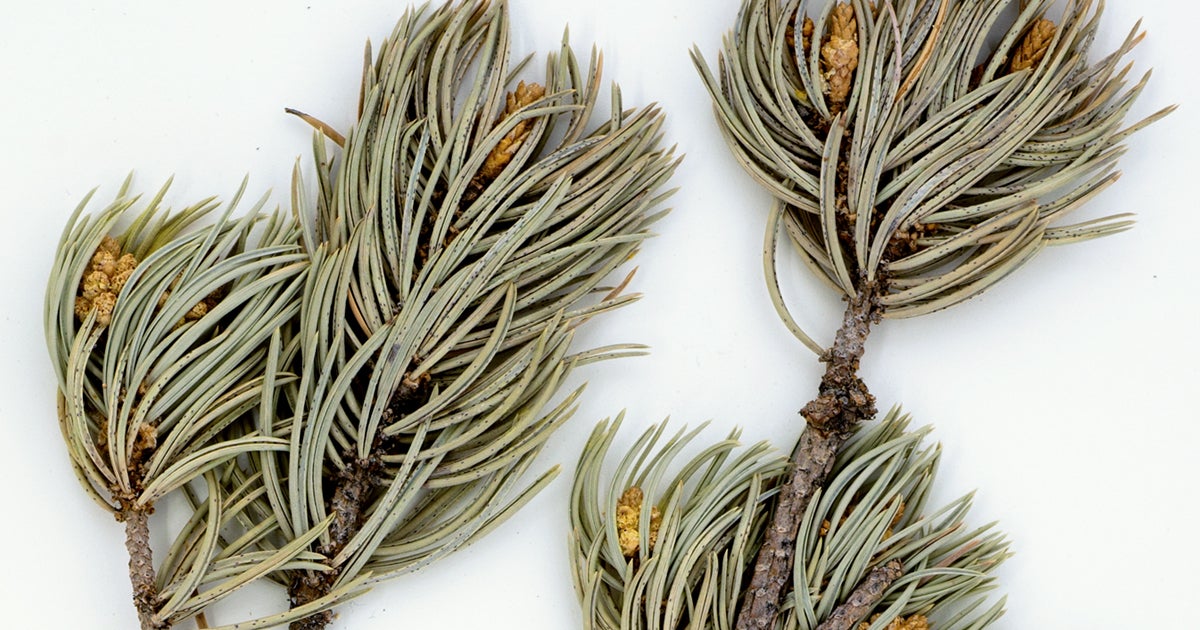 Piñon Pine | Museum of Natural History | University of Colorado Boulder