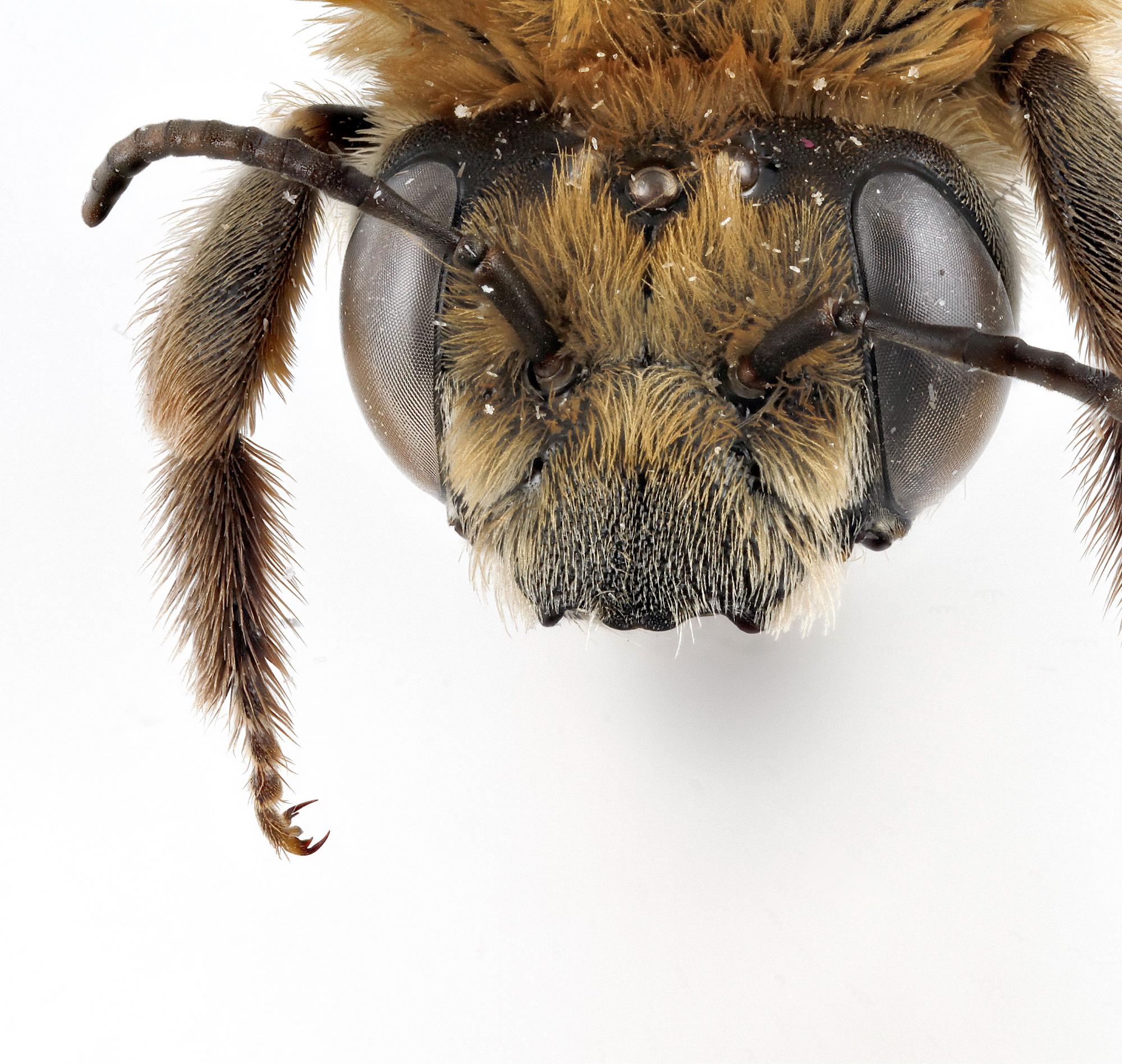 Morning Glory Bee | Museum of Natural History | University of Colorado ...