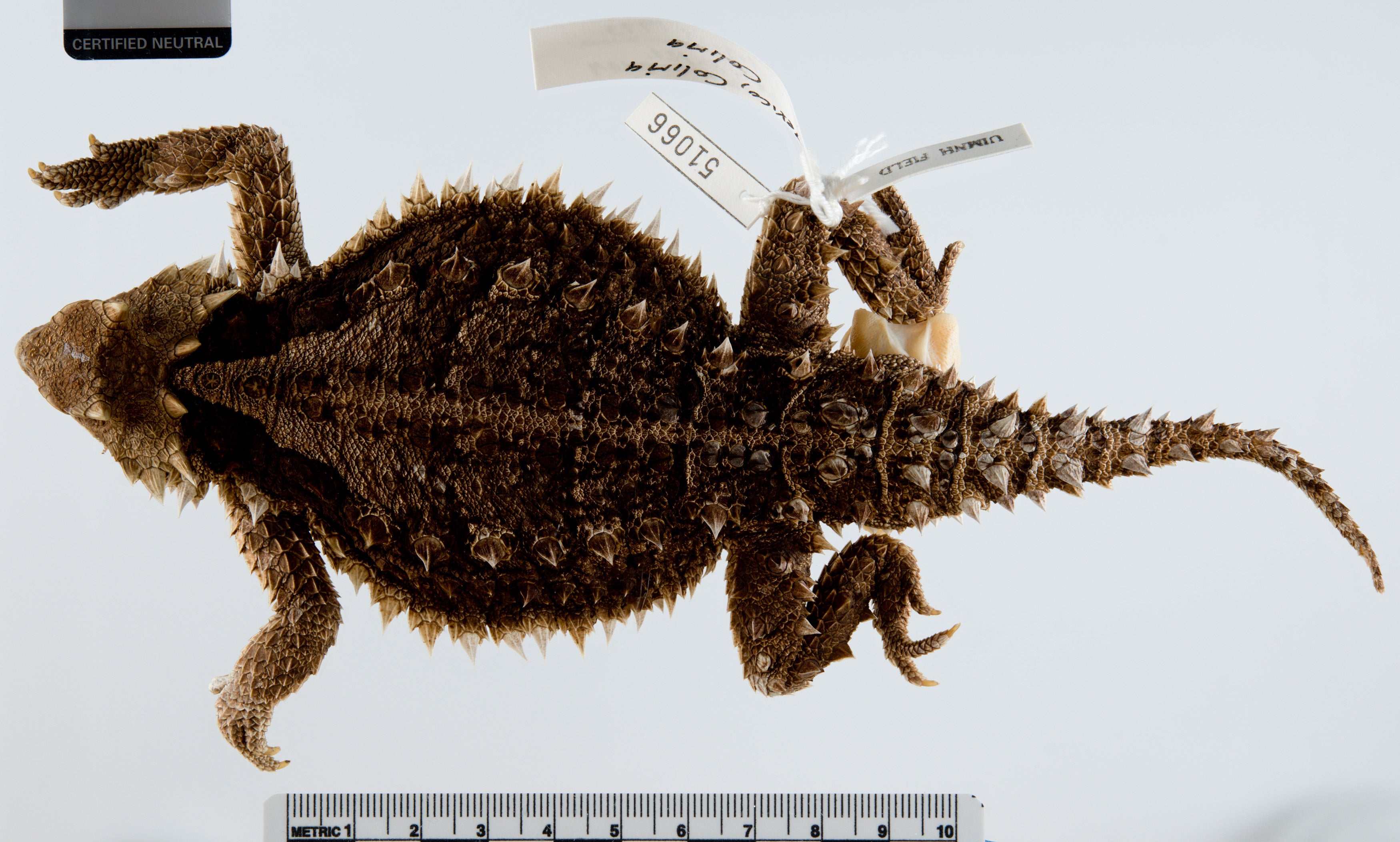 Giant Horned Lizard | Museum of Natural History | University of ...