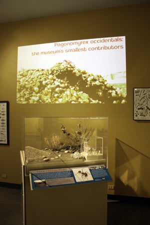 Past Projects | Museum of Natural History | University of Colorado Boulder